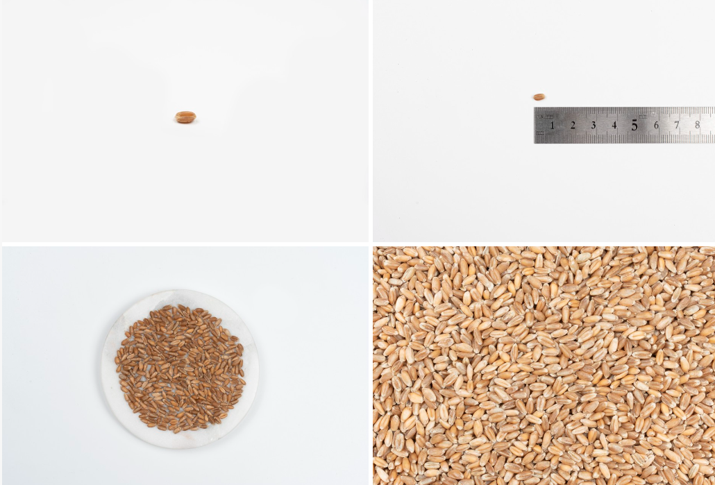 (광고)🌾곡물집레터 Vol.3